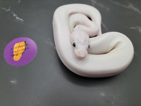 BEL_ Blue Eyed Lucy Female Ball Python by J.I.M. Reptiles