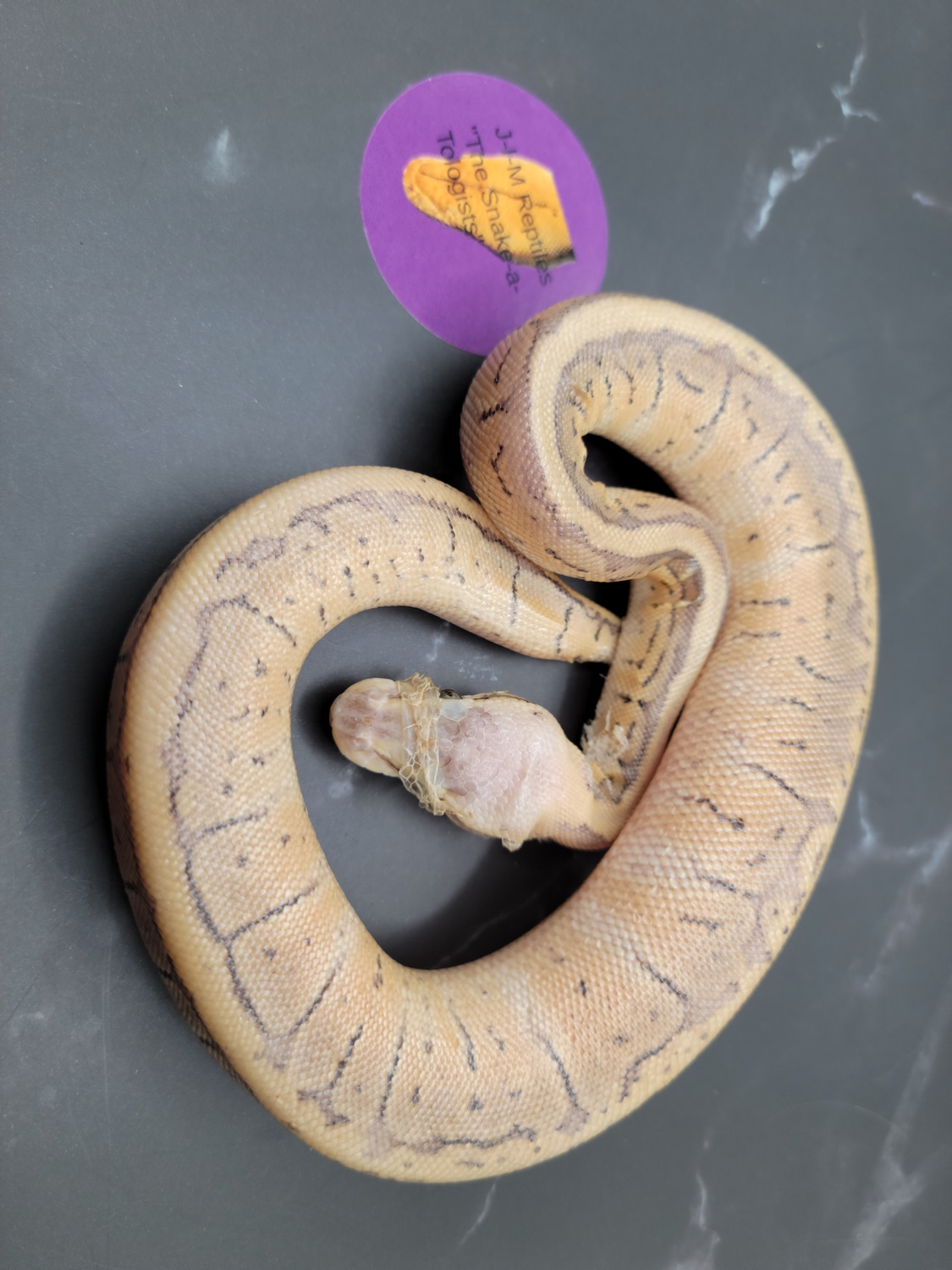 GHI Killer Blast Het Clown Female Ball Python by J.I.M. Reptiles ...