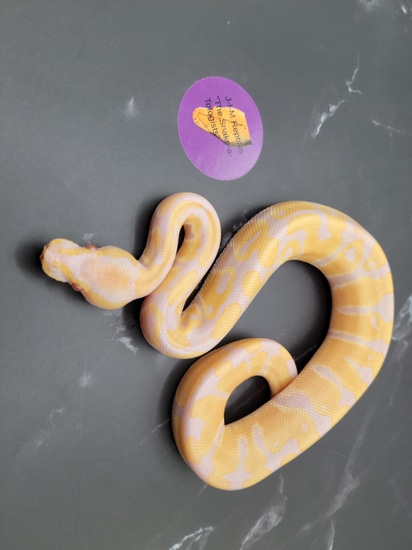 Toffino Het Pied Female Ball Python by J.I.M. Reptiles