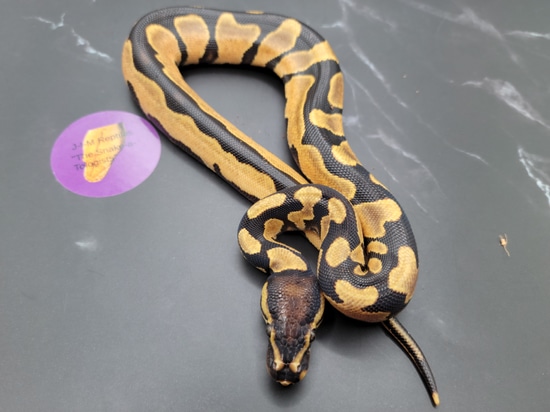 Orange Dream DH Dreamsicle - Female Ball Python by J.I.M. Reptiles