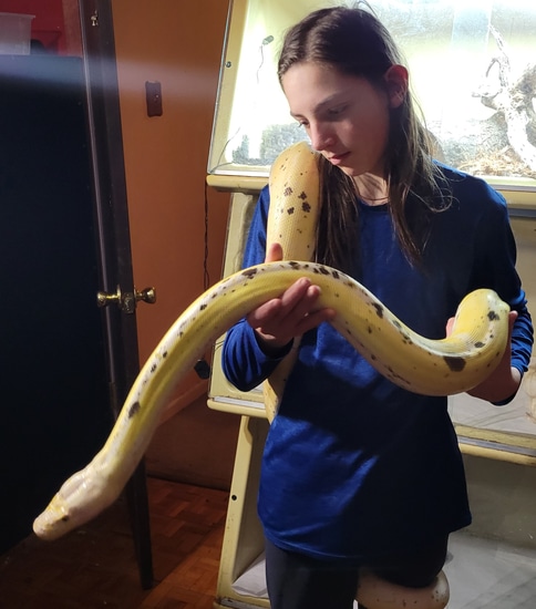 Stunning Cow Retic Male Reticulated Python by J.I.M. Reptiles