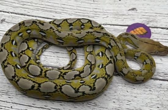 50% SD Platinum Wild Type Anery Het Ultra Reticulated Python by J.I.M ...