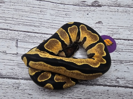 Orange Dream DH Dreamsicle - Female Ball Python by J.I.M. Reptiles
