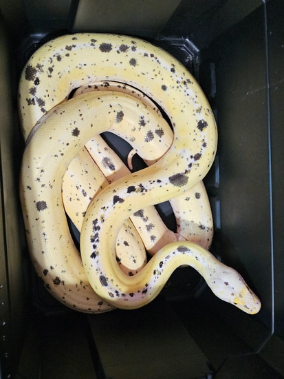 Cow Pos-motley,, Tiger, Sunfire, Platnum 50% Pos Albino Reticulated ...