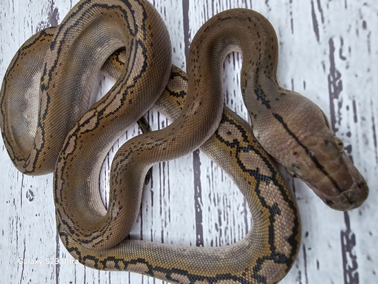 Motley Het. Anery Pos Het Purple Albino 50% Kalatoa 6.25% Jampea SD ...