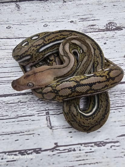 Tiger Anery Pos Het Purple Albino 50% Kalatoa 6.25% Jampea SD ...