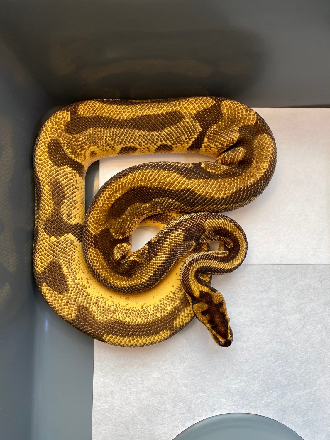 Orange Dream Leopard Enchi Ball Python by NASS - MorphMarket