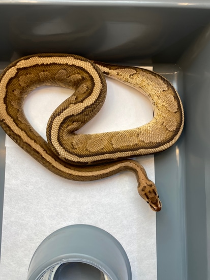 Super Specter Ball Python by NASS