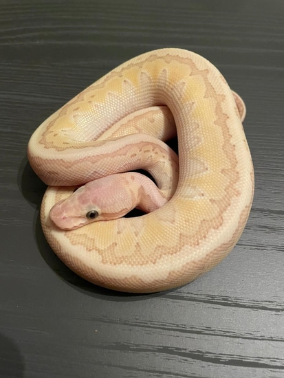 Banana Kingpin Ball Python by Custard's Creations