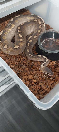 Ghi Lesser Cinnamon Ball Python by Balls of pryor