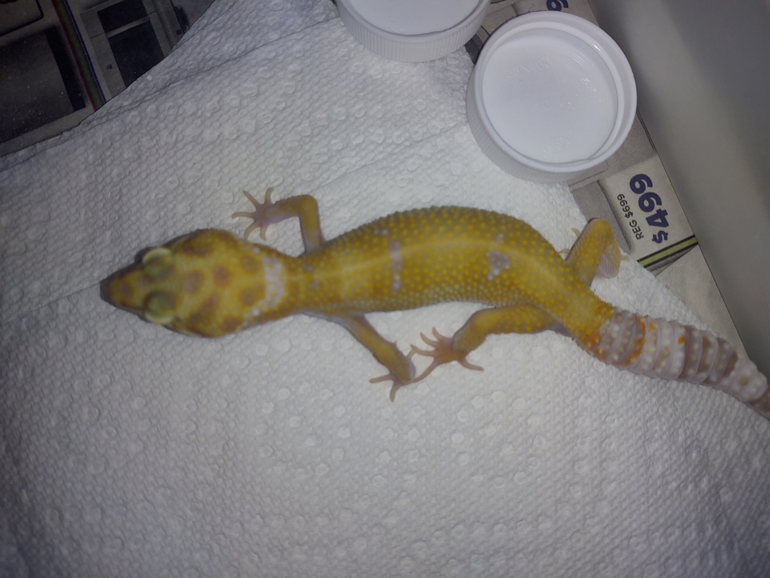 Snow Glow Leopard Gecko by Baystate Reptile - MorphMarket