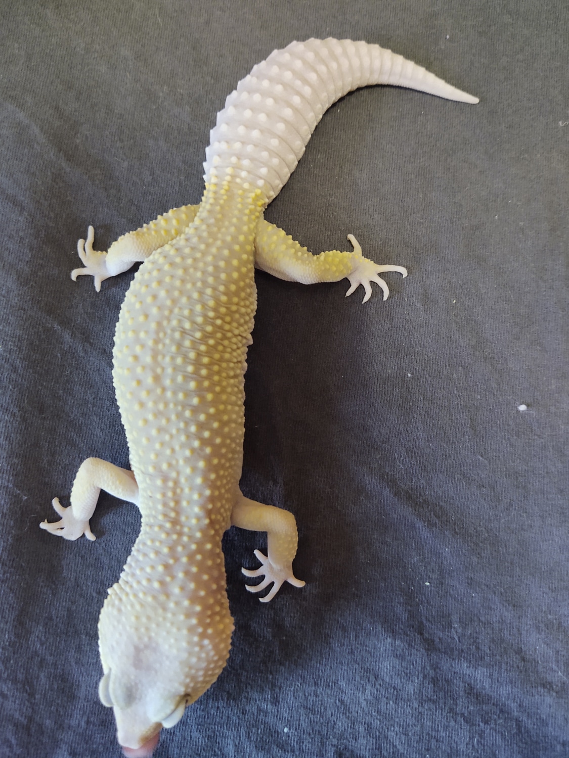 Blizzard Eclipse Leopard Gecko by Baystate Reptile - MorphMarket