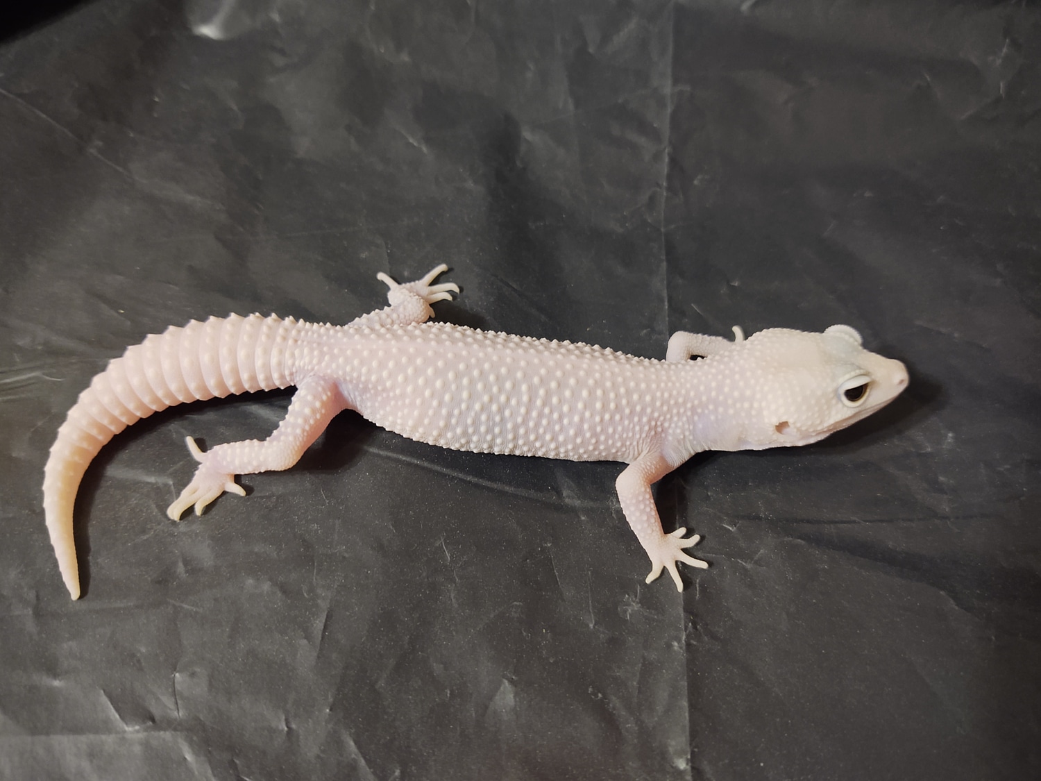 Blazing Blizzard Leopard Gecko by Baystate Reptile - MorphMarket