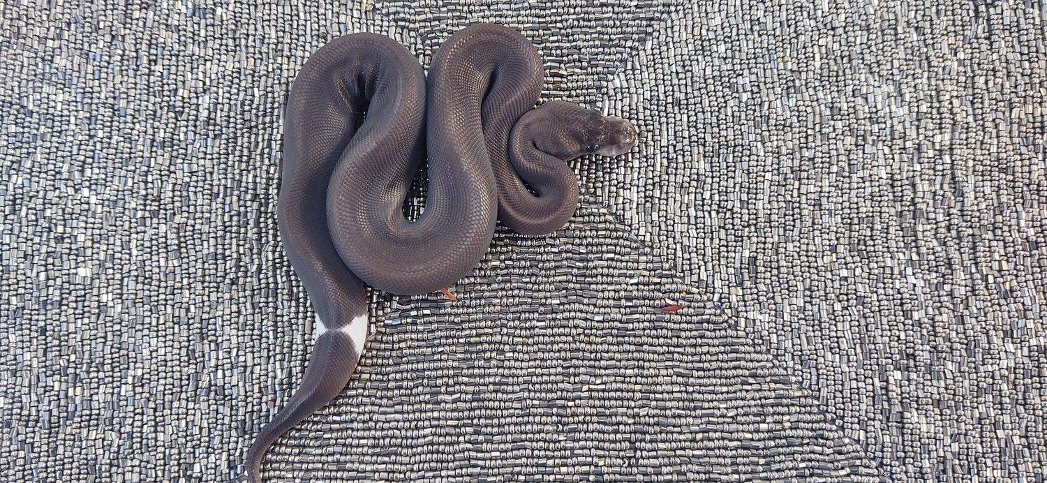 Super Black Pastel Ball Python by Baystate Reptile - MorphMarket