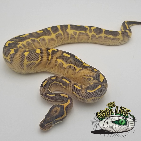 Leopard Highway Ball Python by The Odds Life - MorphMarket