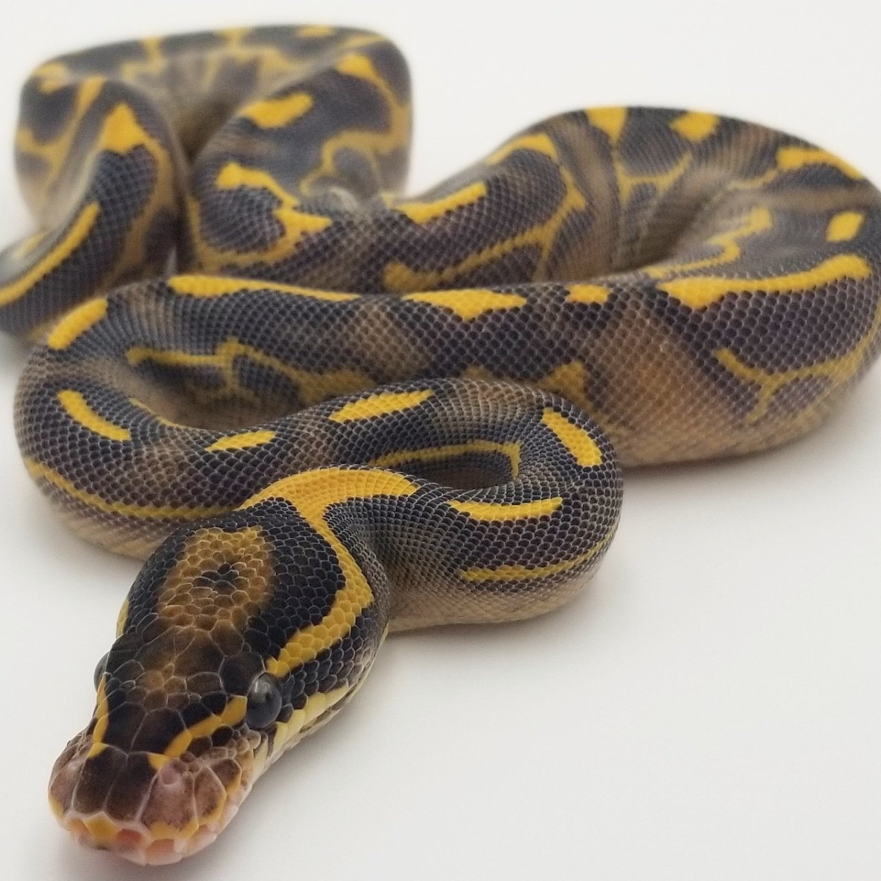Leopard Highway Ball Python by The Odds Life - MorphMarket