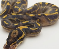 Leopard Highway Ball Python by The Odds Life - MorphMarket
