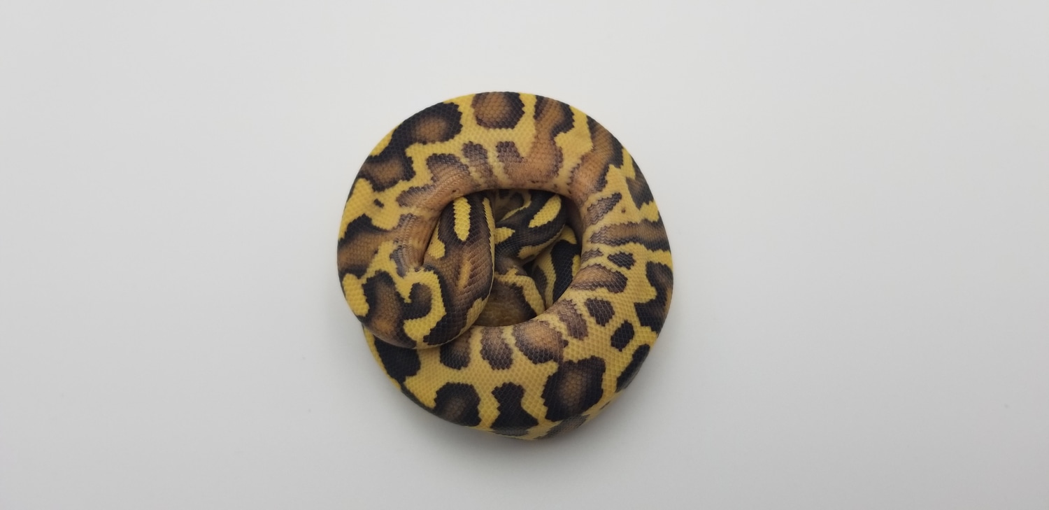Leopard Spark Gravel Ball Python by The Odds Life - MorphMarket
