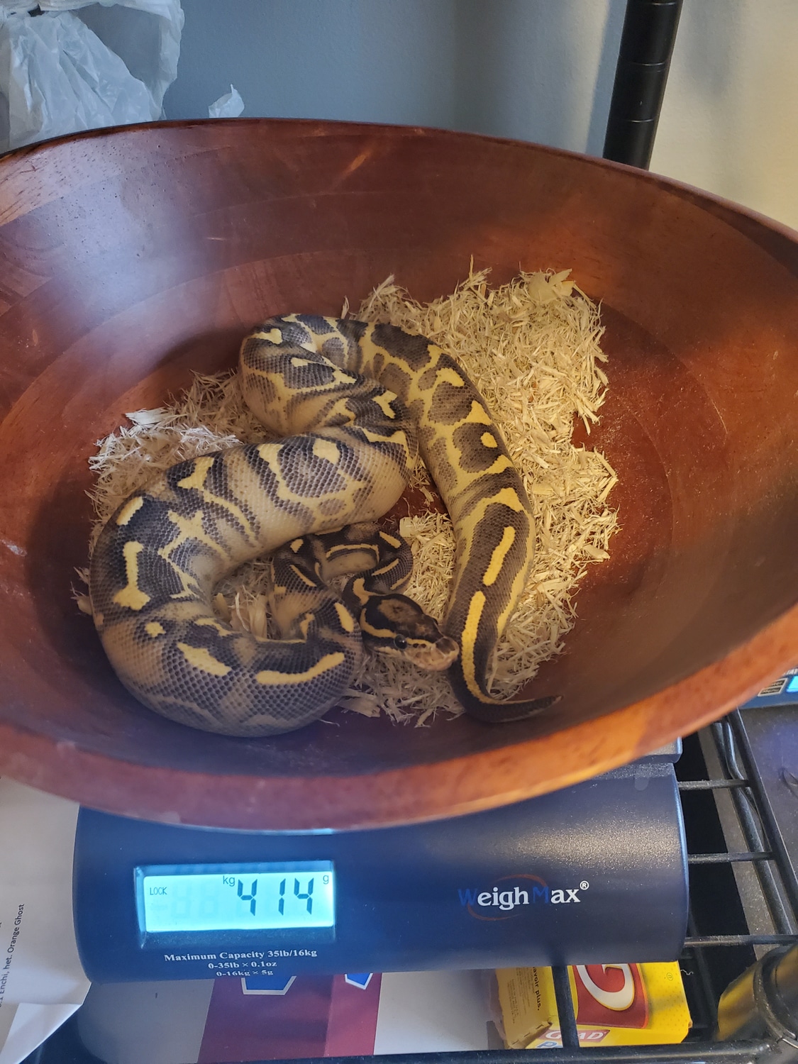 Leopard Highway Ball Python by The Odds Life - MorphMarket