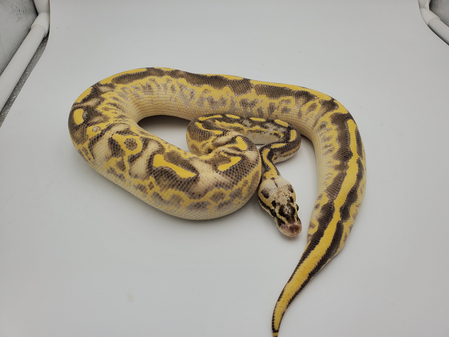 Pastel Leopard Highway Ball Python by The Odds Life - MorphMarket