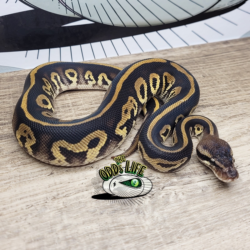 Blackhead Leopard Het Desert Ghost Ball Python by The Odds Life ...