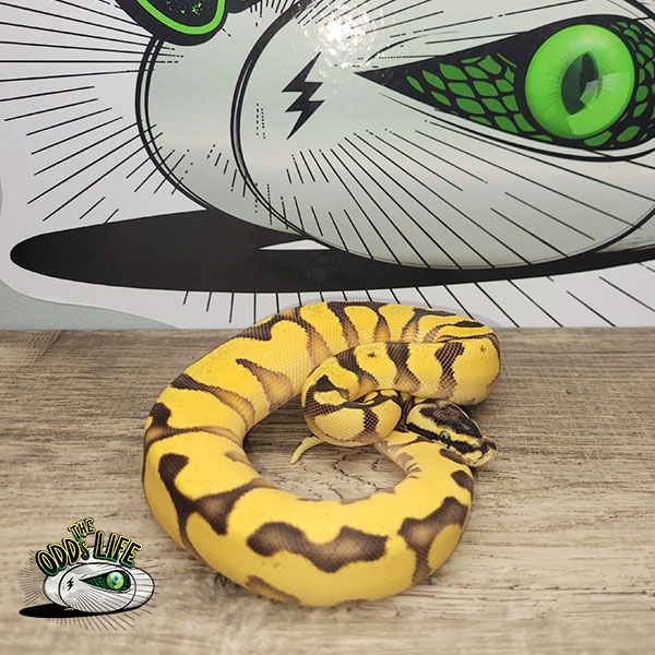 Pastel Enchi OD YB/Gravel Ball Python by The Odds Life - MorphMarket