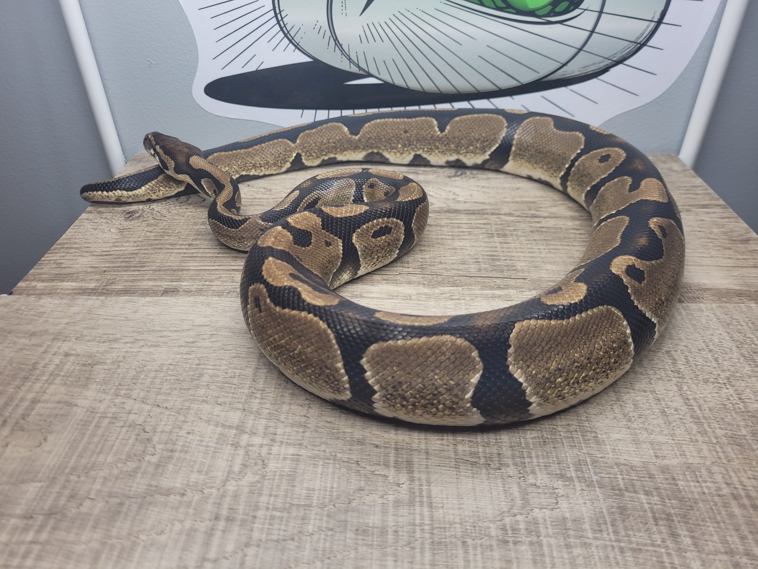 66% Het Sunset Ball Python by The Odds Life - MorphMarket