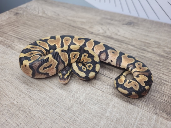 Pastel ScalelessHead Het Sunset Ball Python by The Odds Life