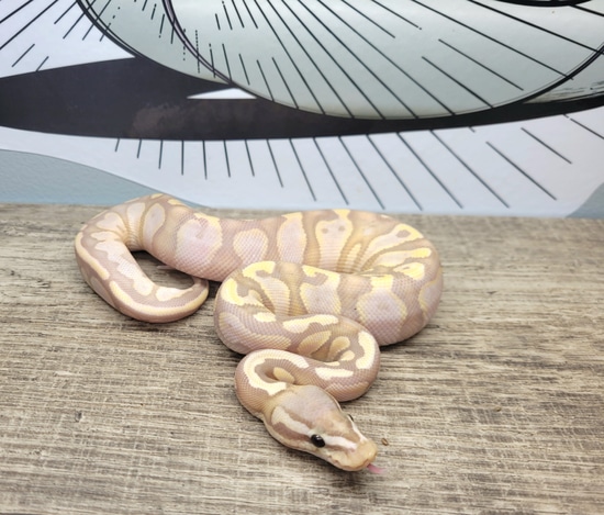 Pastel OD Banana Het Sunset Ball Python by The Odds Life