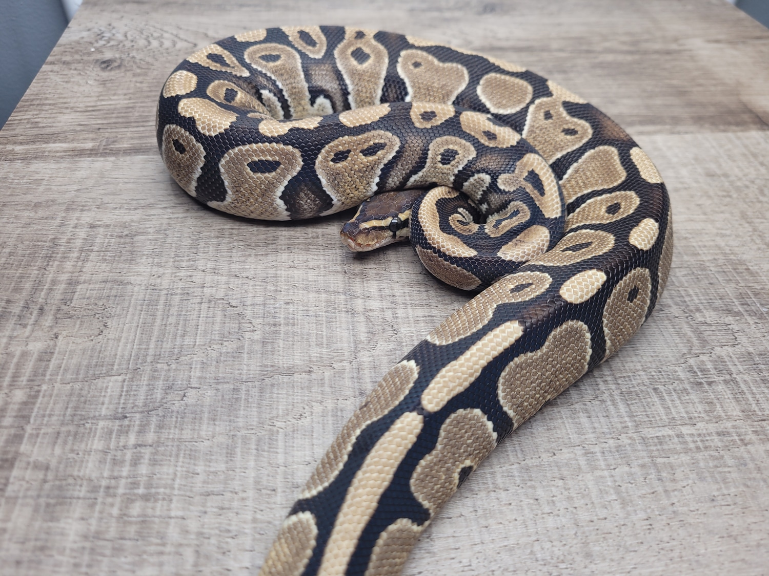 Gravel Ball Python by The Odds Life - MorphMarket