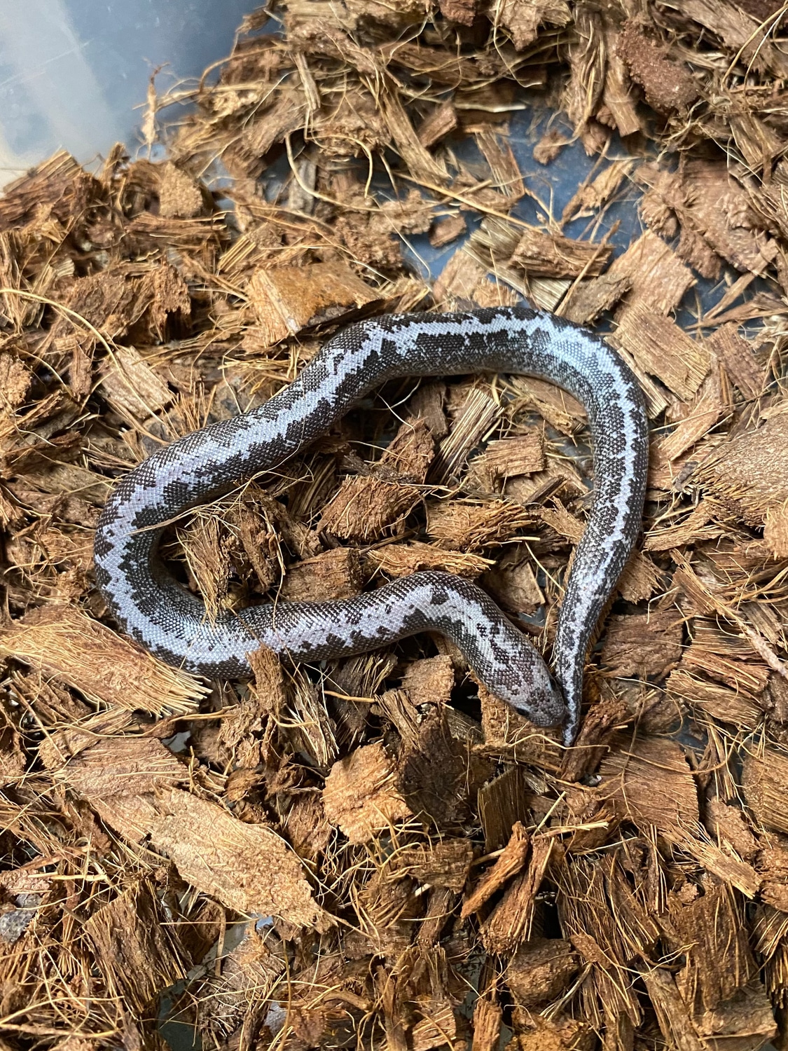 Anery Stripe Kenyan Sand Boa by nateSnakes - MorphMarket