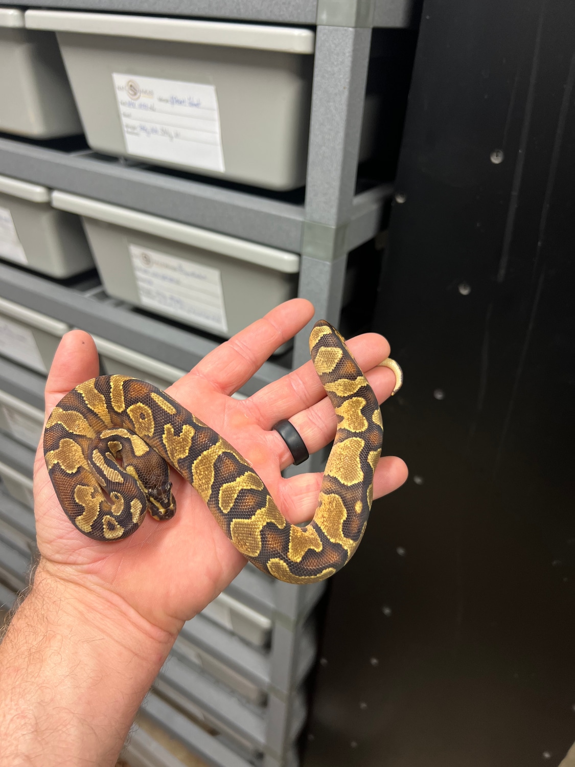 Enchi Yellow Belly/ Asphalt Ball Python by nateSnakes - MorphMarket