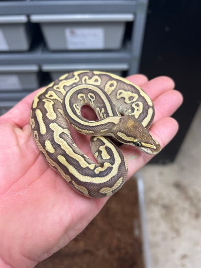 Lesser Leopard Het Clown Ball Python by nateSnakes