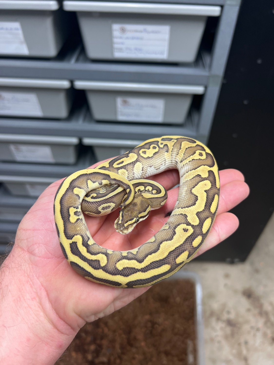 Lesser Leopard Het Clown Ball Python by nateSnakes - MorphMarket