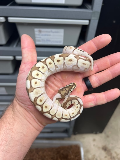 Lesser Spider Het Clown Ball Python by nateSnakes - MorphMarket