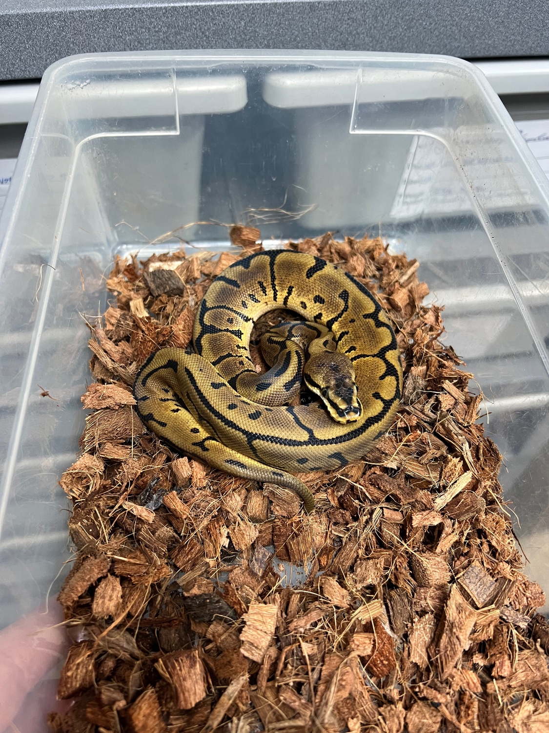 Leopard Spider Ball Python by nateSnakes - MorphMarket