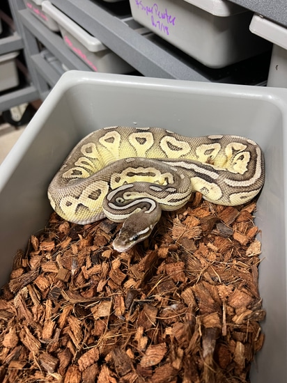 Mojave Pewter Ball Python by nateSnakes