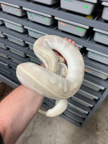 Deep Purple Passion Ball Python by nateSnakes