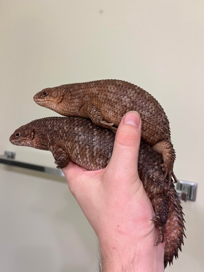 Gidgee Skink Pair More Skink by Nature Nate Geckos