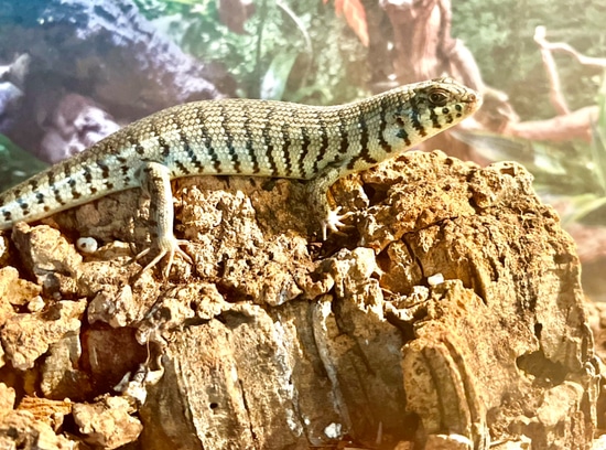 Cbb Subadult Female Kenyan Zebra Skink More Skink by Nature Nate Geckos