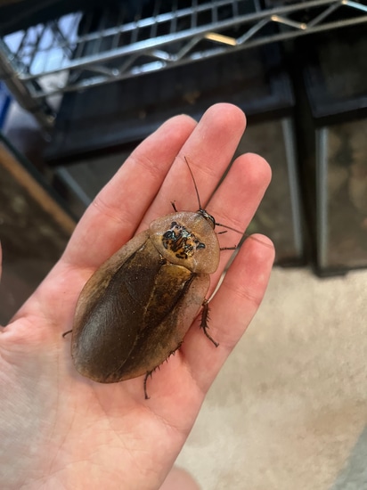 Peppered Roaches Cockroach by Nature Nate Geckos