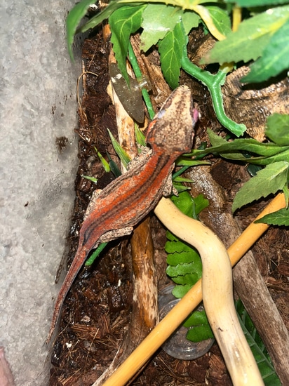 Red Stripe EU Bloodline Gargoyle Gecko by Nature Nate Geckos