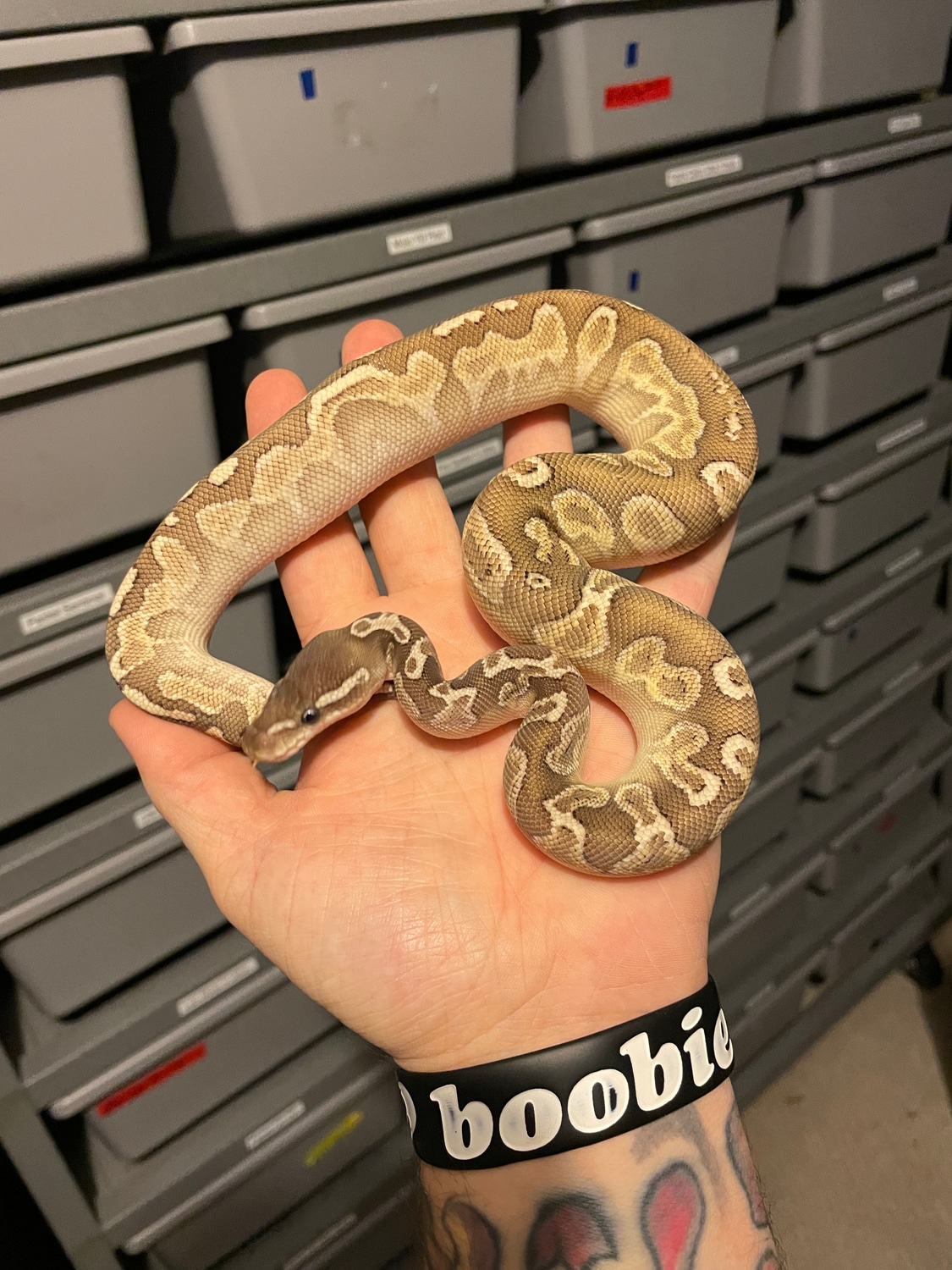Bamboo Blackhead Ghi Yb Ball Python by SunDeyle Reptiles - MorphMarket