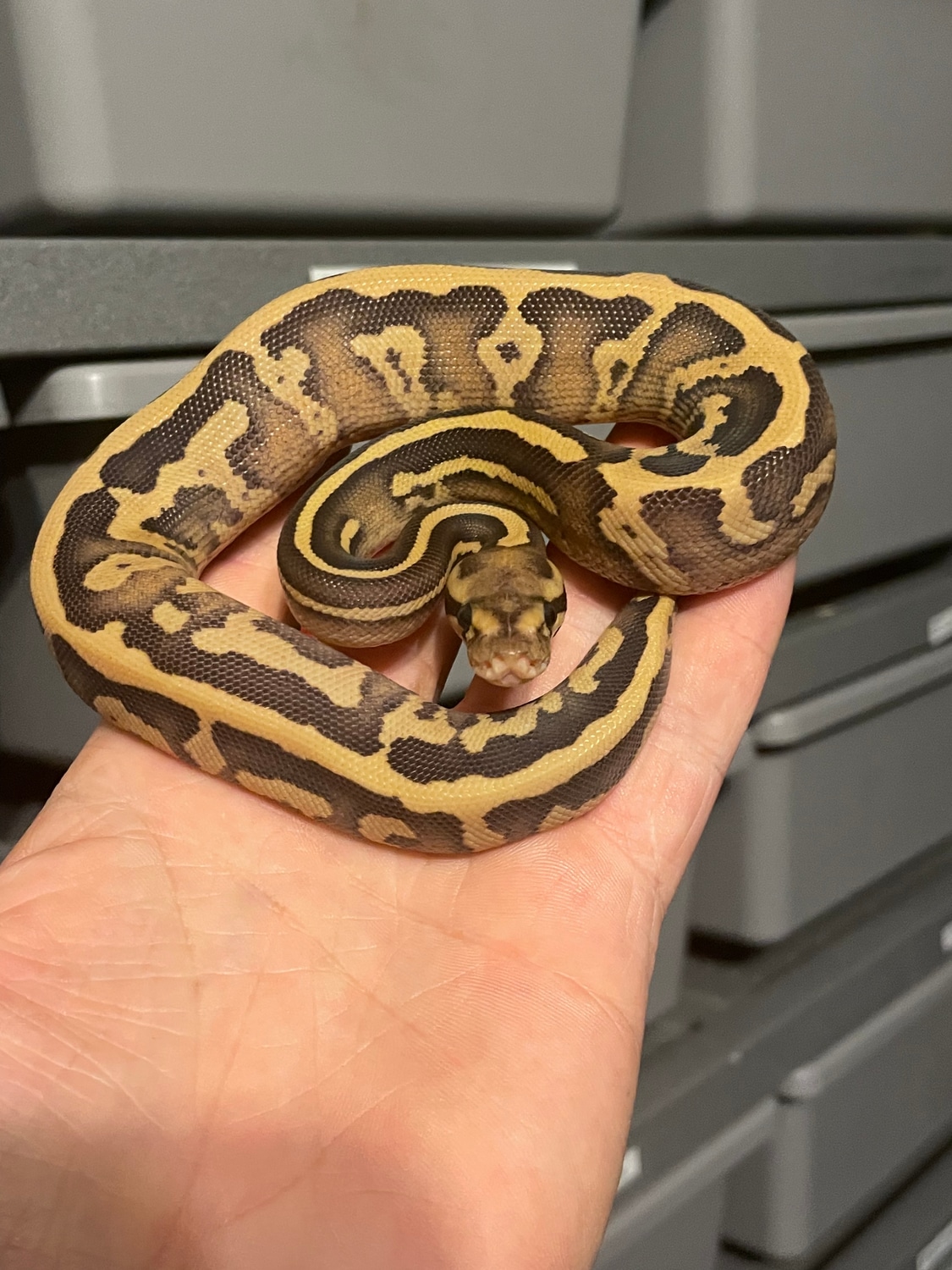 Acid Fire Chocolate Mojave Ball Python by SunDeyle Reptiles - MorphMarket