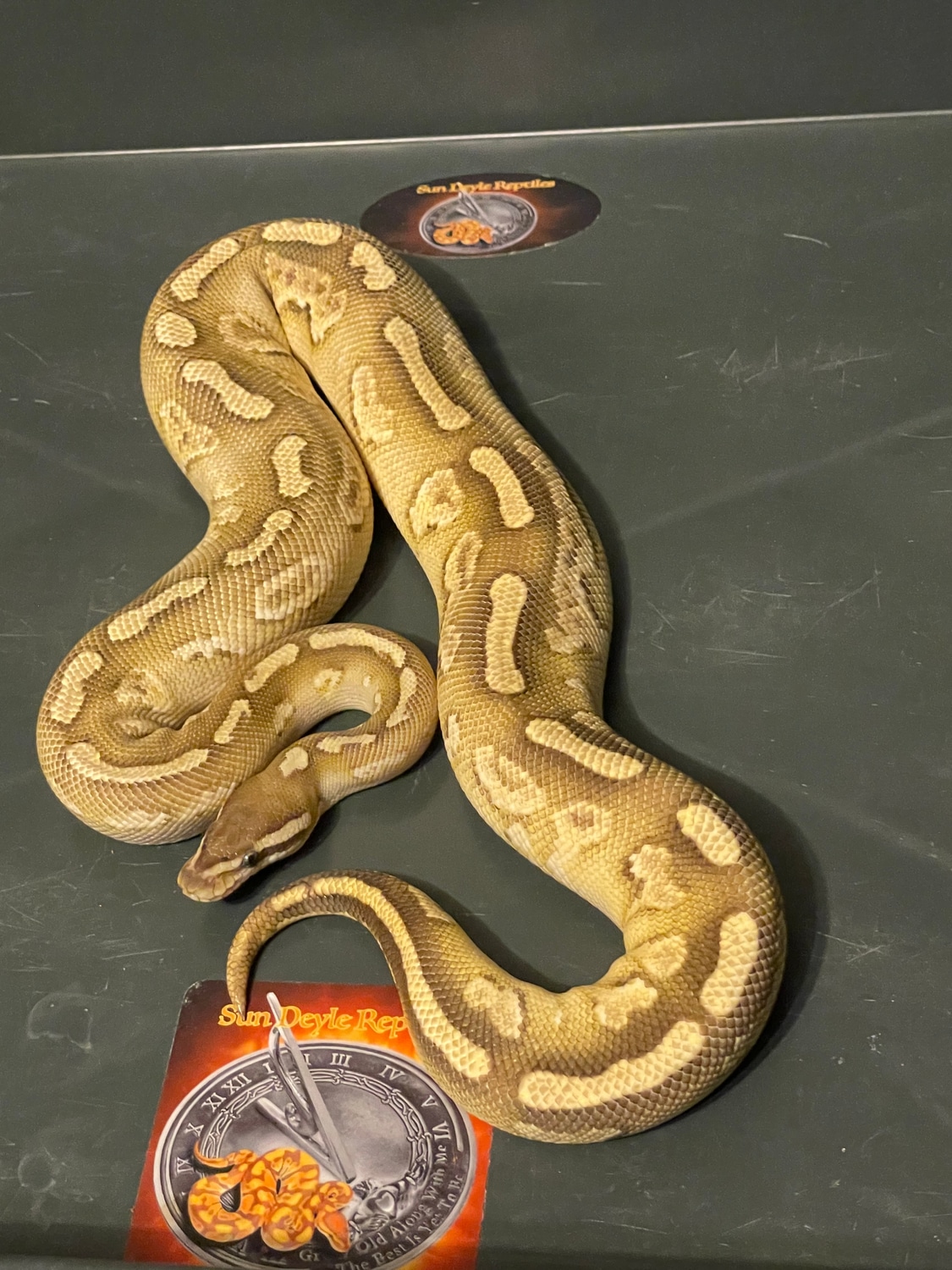 Lesser Paint Ball Python by SunDeyle Reptiles - MorphMarket
