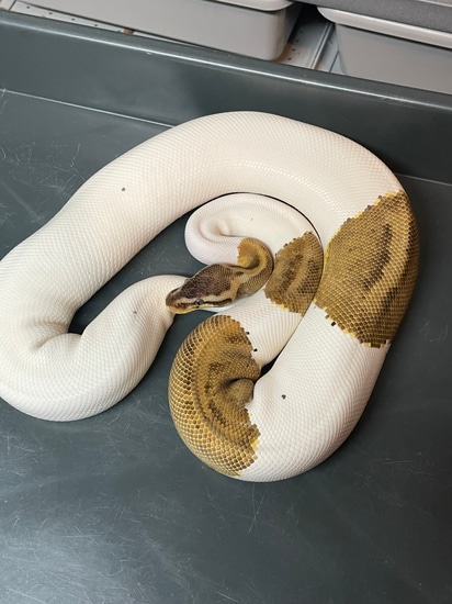 Pastel Hgw Pied 66% Het Hypo Ball Python by SunDeyle Reptiles