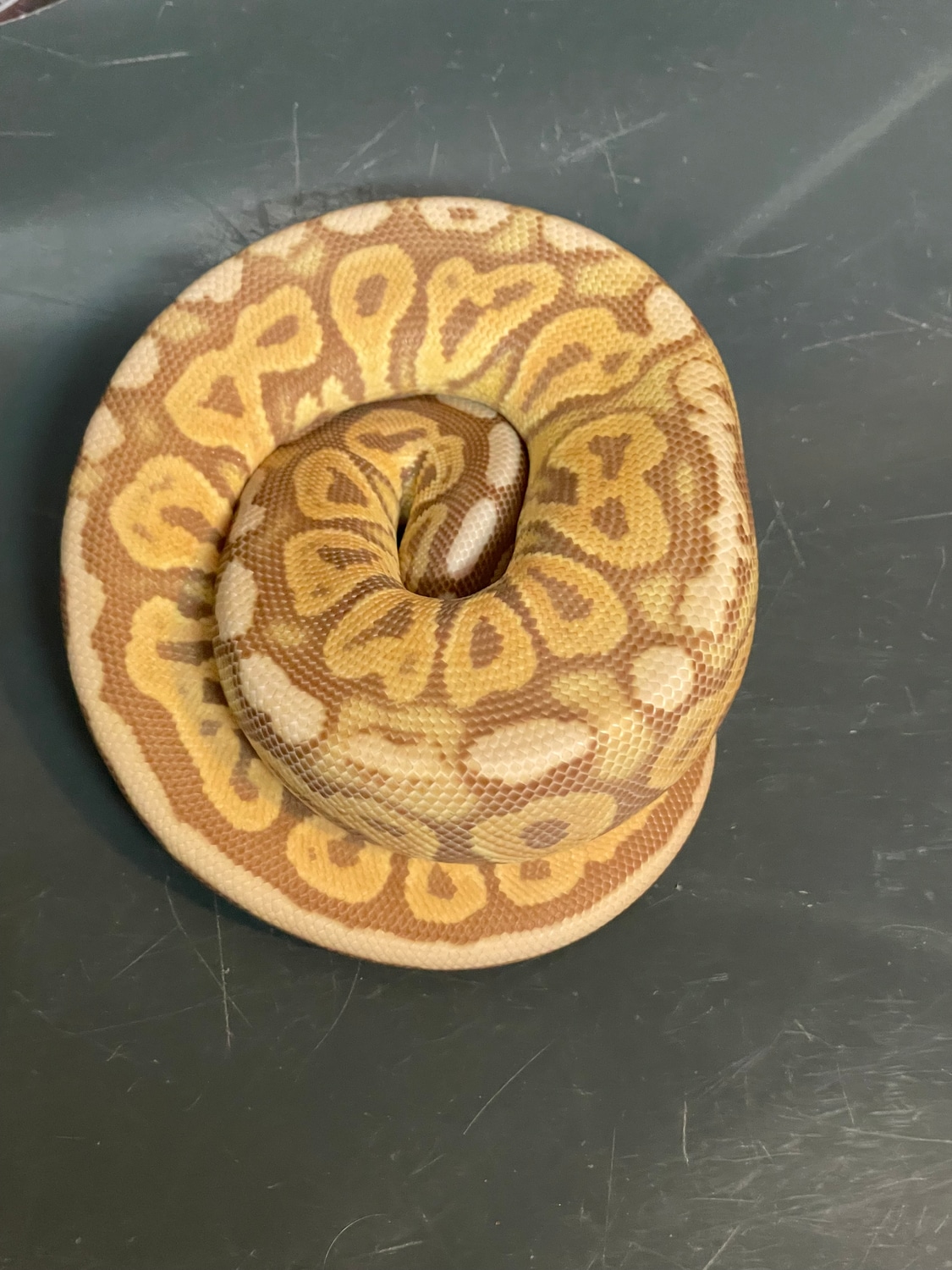 Pewter Spark Ultramel Ball Python by SunDeyle Reptiles - MorphMarket