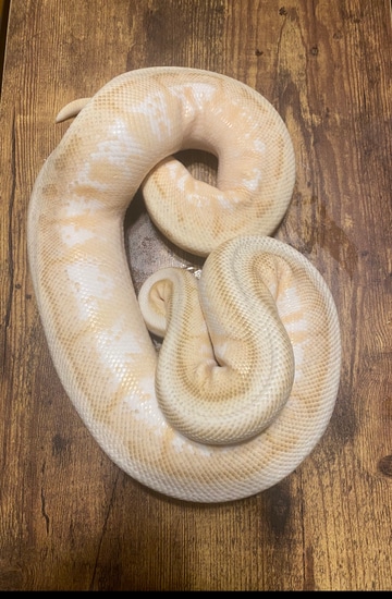 Super Pastel Spinner Blast Ball Python by Amazeballs Reptiles