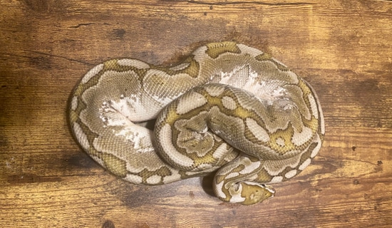 Bamboo YB Ball Python by Amazeballs Reptiles