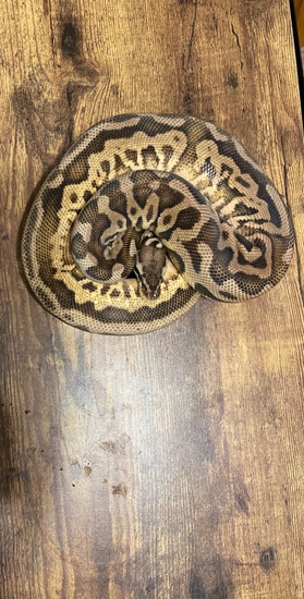 Enchi Leopard Pewter Ball Python by Amazeballs Reptiles